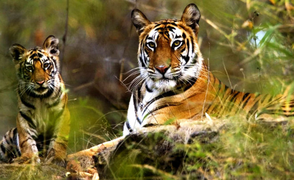 Latehar Images: Latehar Travel Places Pics In Latehar Photo Gallery