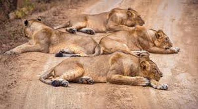 Wildlife and Heritage of Gujarat Tour (134408),Holiday Packages to ...