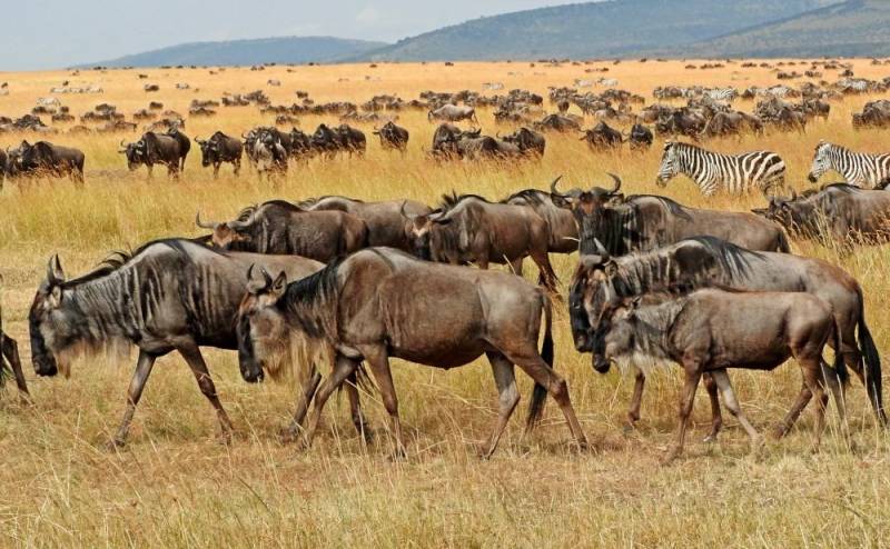 4 Day Ndutu Migration Safari - Calving Season Tour (260349),Holiday ...