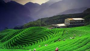 Pollachi, Valparai Package (2N/3D) (256509),Holiday Packages to ...