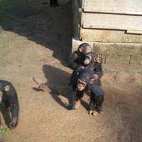 Zoo and Wildlife in Cameroon (11244),Holiday Packages to Yaounde, Limbe
