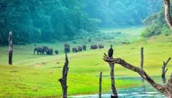 Karala God's Own Country (222913),Holiday Packages to Munnar, Thekkady ...