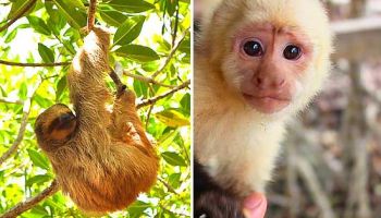 Roatan Monkey & Sloth Sanctuary Hangout Tour (133846),Holiday Packages ...