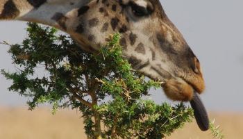 Rift Valley - World wonder Tour (7366),Holiday Packages to Nairobi ...