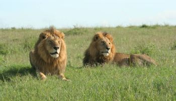 The Ultimate 4-Day Kenyan Safari: Amboseli & Tsavo Parks (245640 ...