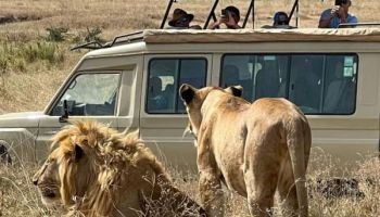 8-Day Kenya Safari – Amboseli, Lake Elementaita, Nakuru & Maasai Mara (247578),Holiday Packages ...