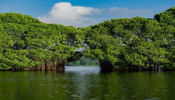 1 Day 1 Night Varkala Mangrove Forest Boating, Kayaking & Homestay ...