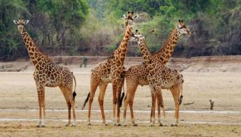 Exiting Livingstone to Kasane Safari Tour 2N 3D (247240),Holiday ...