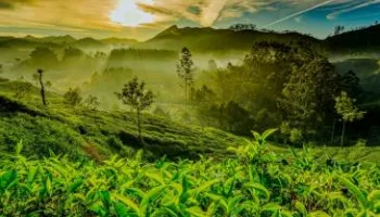 Theni to Munnar 1 Night / 2 Days wiht Luxury Sedan Trip Itinerary ...