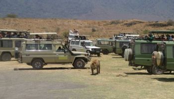 Safari Kenya Tanzania Uganda Rwanda (233185),Holiday Packages to Masai Mara, Zanzibar, Arusha ...