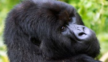 10 Days Rwanda Panorama Tour (15545),Holiday Packages to Kigali